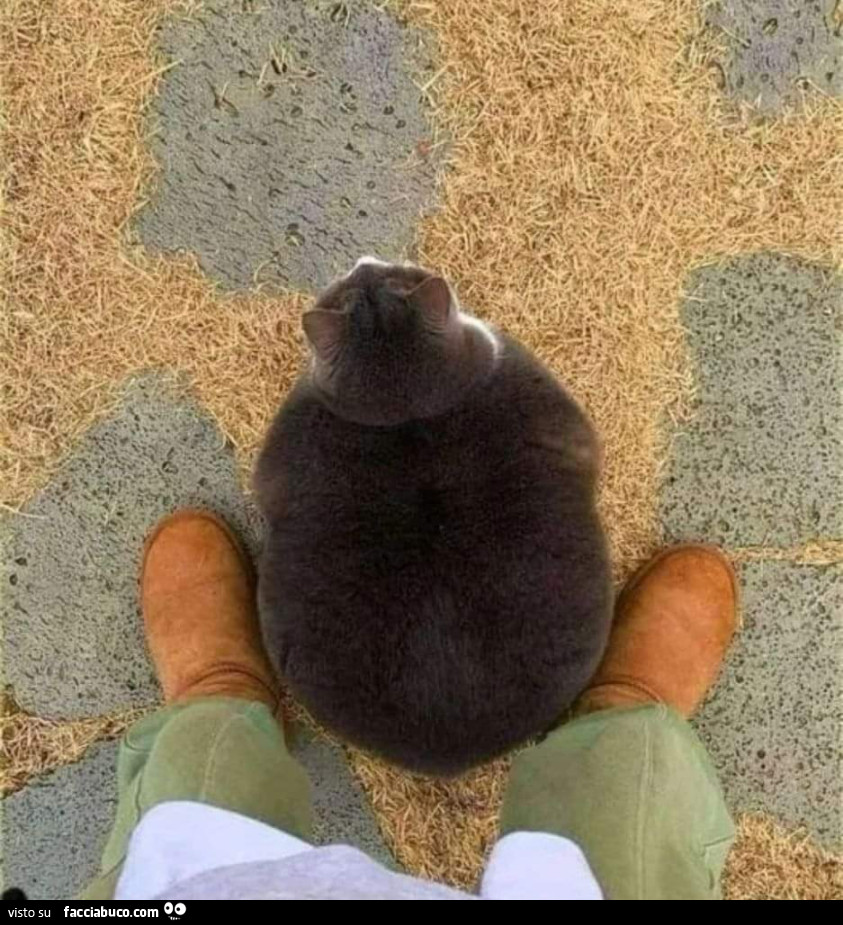 Vaccate - Facciabuco.com