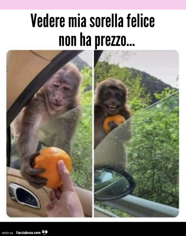 Tutti i meme sulle Scimmie - Facciabuco.com