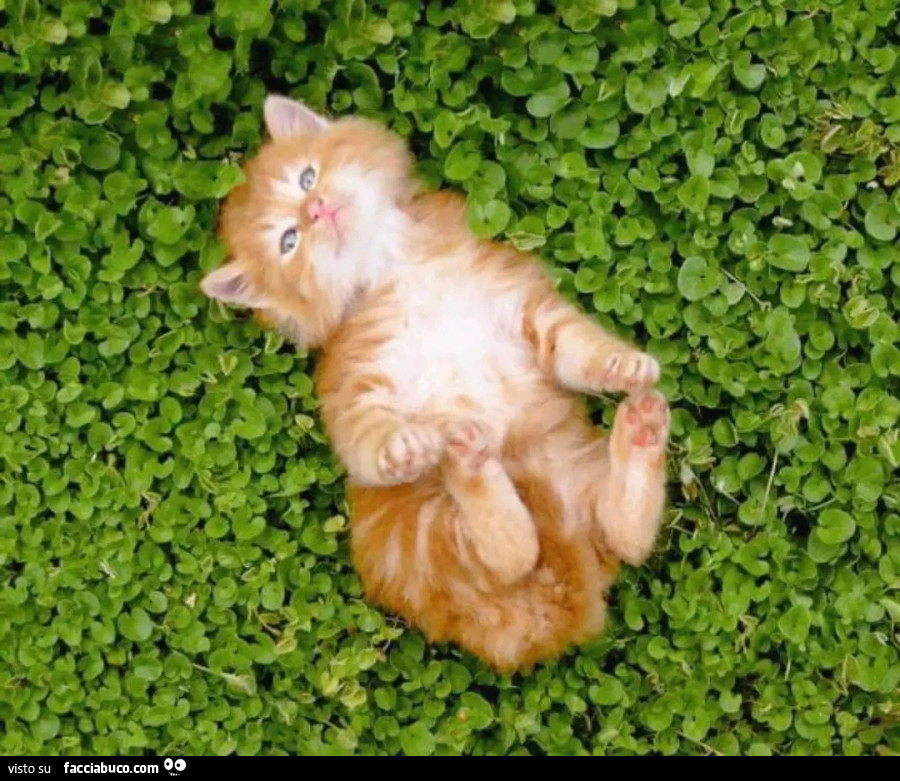 Vaccate - Facciabuco.com